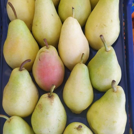 Nok(mut) ko'chatlari