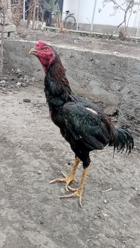 Joja soniladi may