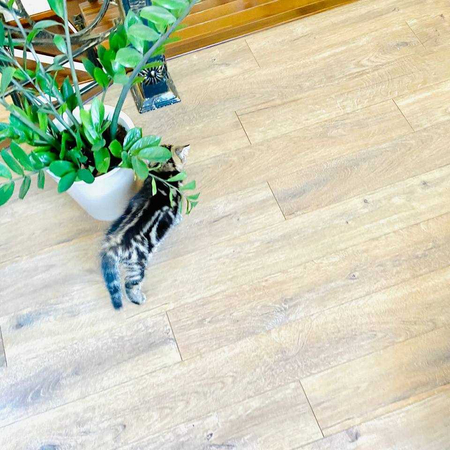 Brown Whiskas N22 Scottish Stright – Девочка; (Скоттиш Страйт) СКИДКА