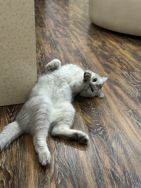 Вязка кота