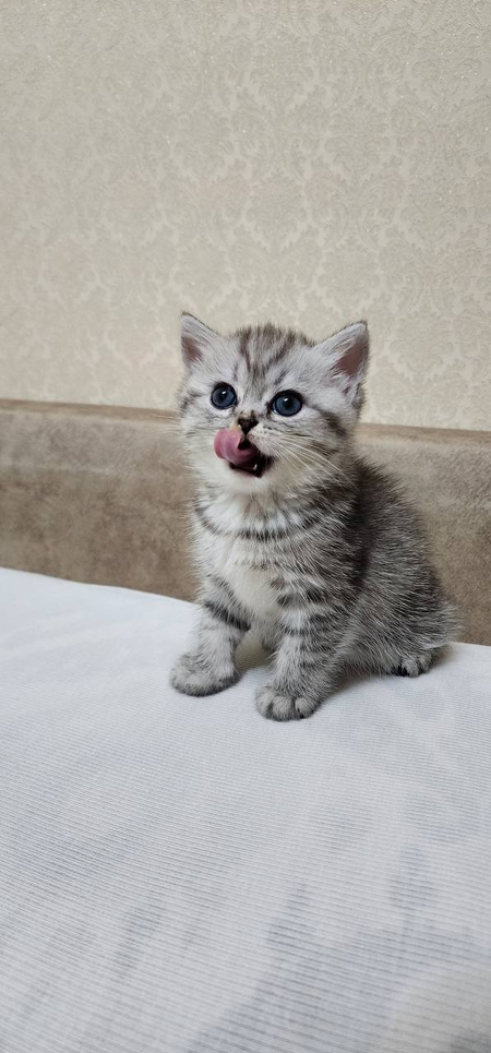 Скотиш Фолд и Страйт серебристая шиншилла