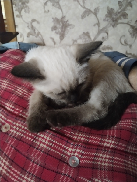 Продается сиамский котёнок! Котенку два месяца Ест всё натуральное,