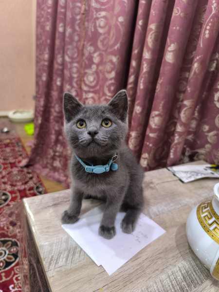 Продаётся скоттиш страйт