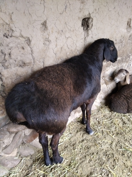 Nasl uchun qoʻchqor
