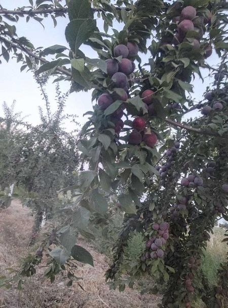 Olxoʻri sotiladi