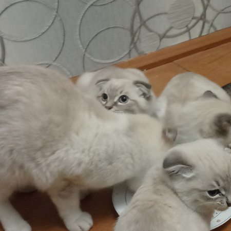 Мушук, пишак, котёнок