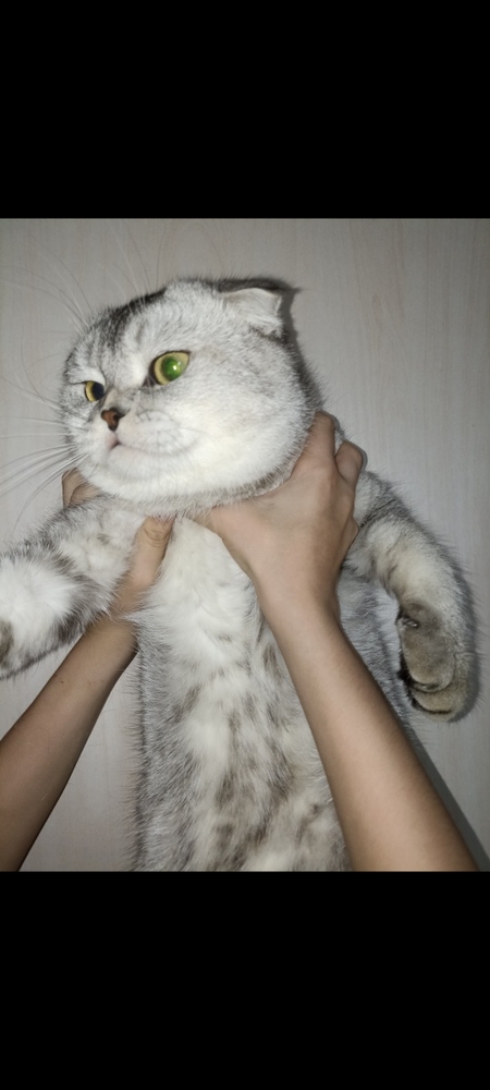 Скоттиш Страйт котята