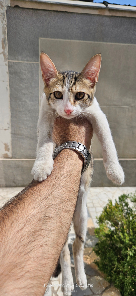 Котята! Отдам котят