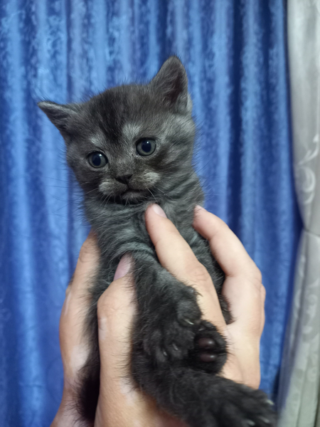 Чистокровные котята