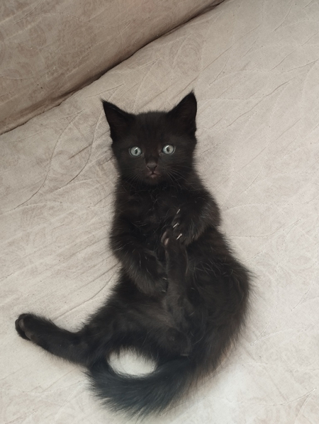Отдам веселого котика в добрые руки