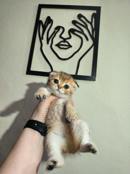 Котята от правильной вязки