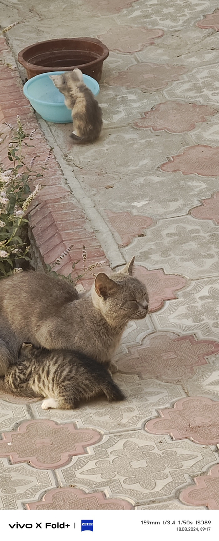 Породистая британская кошка с 6 котятами(котята смешанной породы)