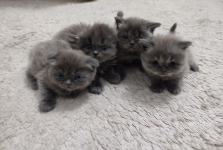 Продаются шотландский вислоухие котята