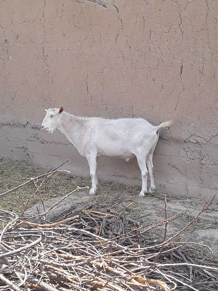 Toza zanin taka sotiladi