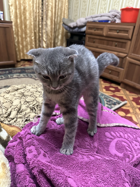 Скотиш фолд (МУЖИК)