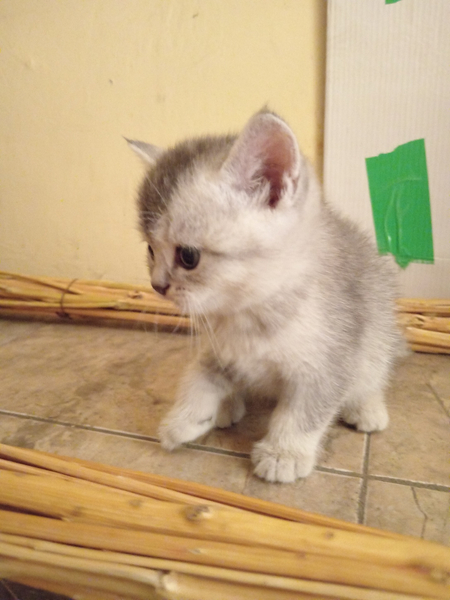 Котята (парода скотш страйт)