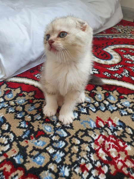 Scottish fold paroda sotiladi 250$