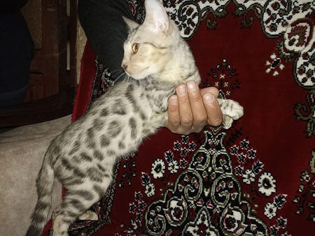 Бенгальский кот, тигровая