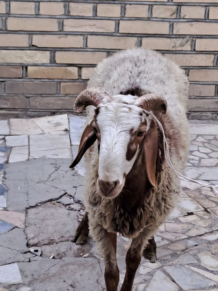Qõchqorlar va qõylar sotiladi