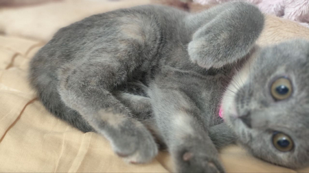 Котенок британец
