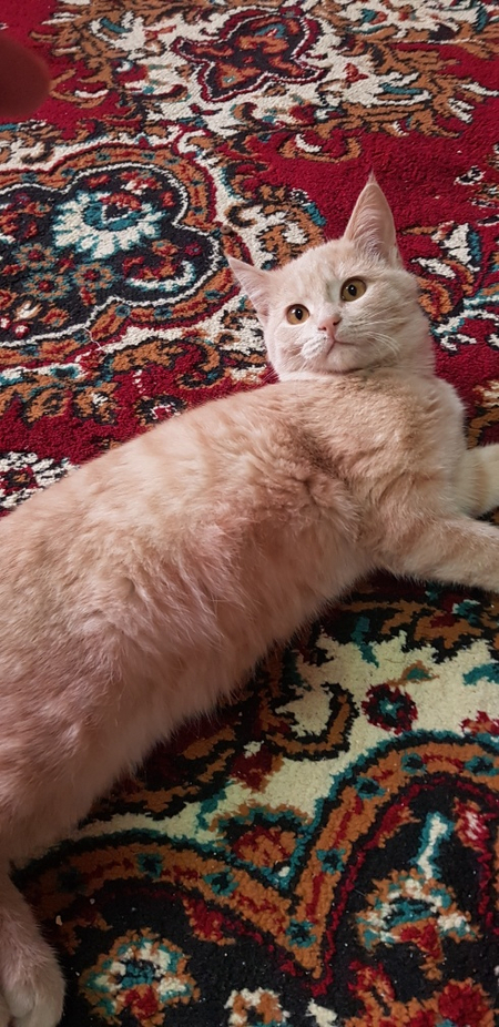 Котёнок Европейский короткошерсный 4 месяца