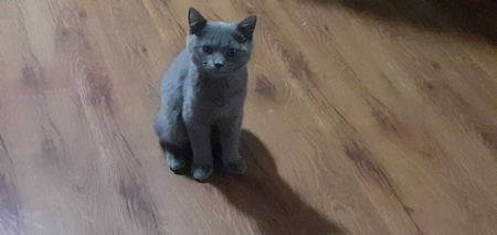 Купите нашего любимого котенка и Ваши дни блеснут ещё ярче!