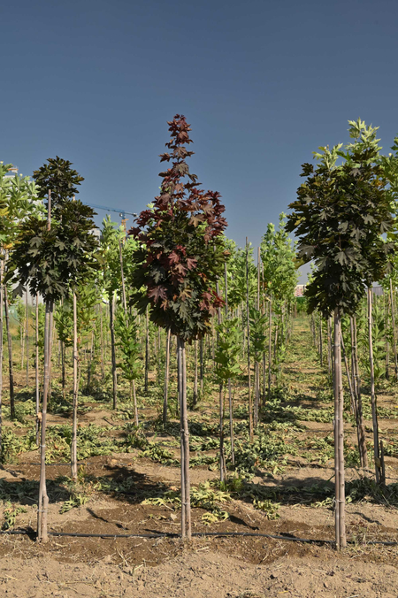 Красный клён - Acer rubrum