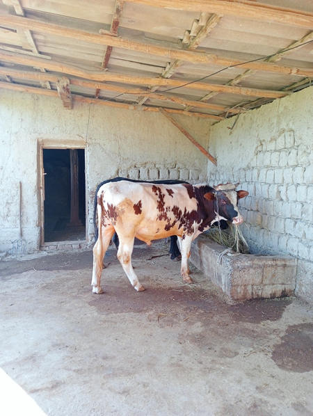 Букалар соглом пародали
