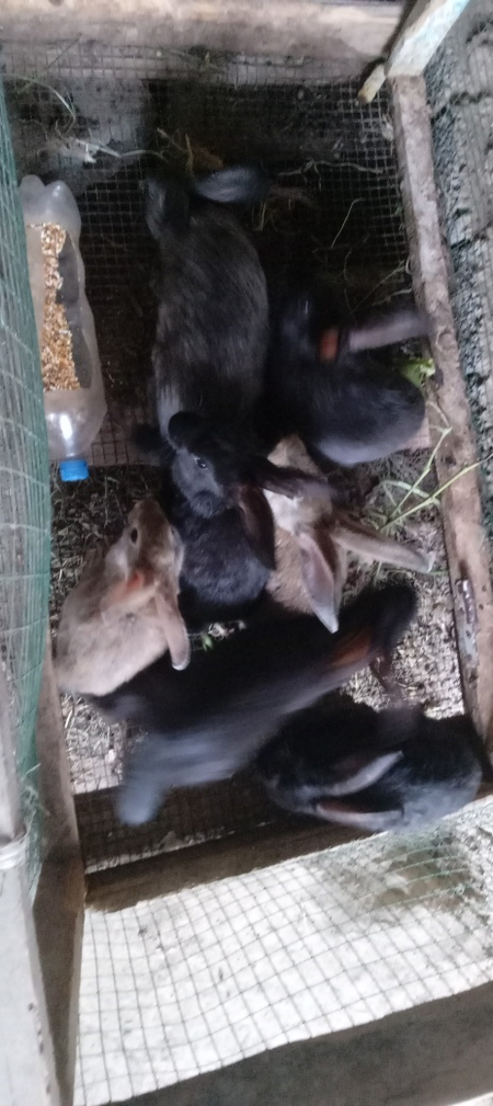 Куёон боллалари 7дона