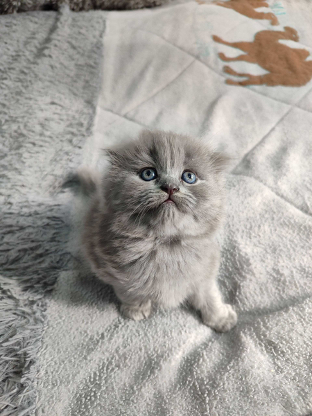Продается котенок скоттиш фолд