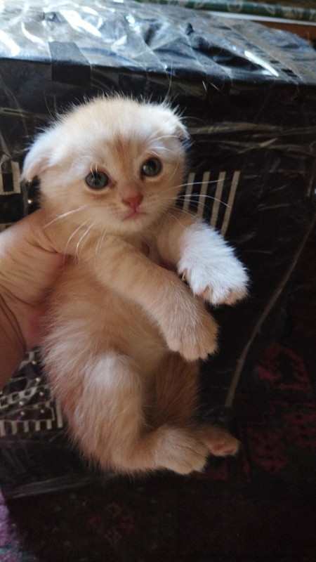 Продаются котята скотиш фолд