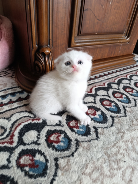Шадланиский фолдчалар