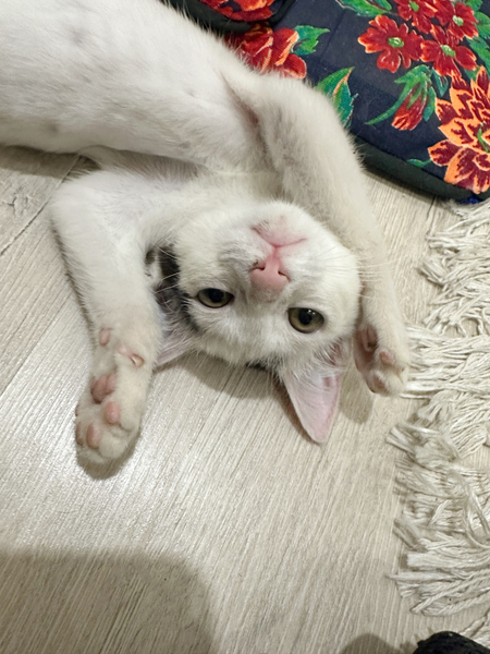 Милый котёнок даром