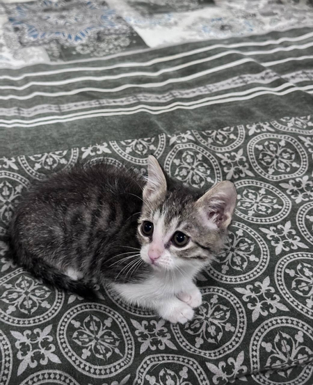 Пристраиваются котята