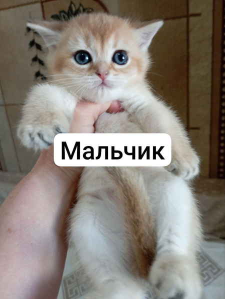 Шиншилы 1.5 мес.
