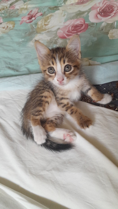 Котенок 2 месяца