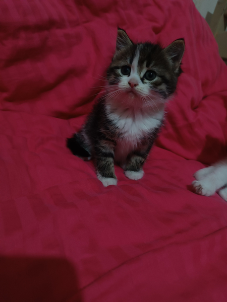 Продаются котята