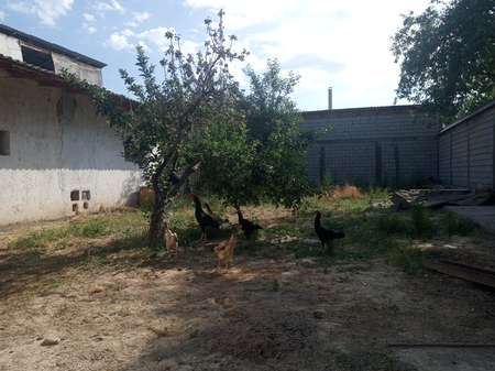 Dakan xoʻroz va tovuqlar sotiladi