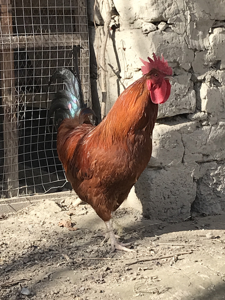 Domashniy qizil xo’roz sotiladi