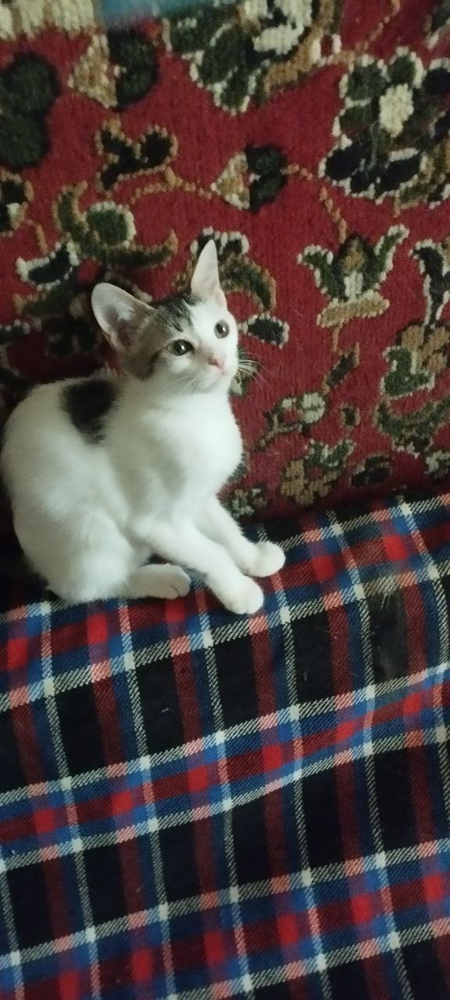 Котята в добрую семью