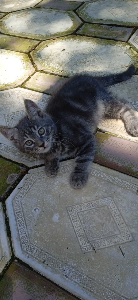 Котята серые, в добрые руки