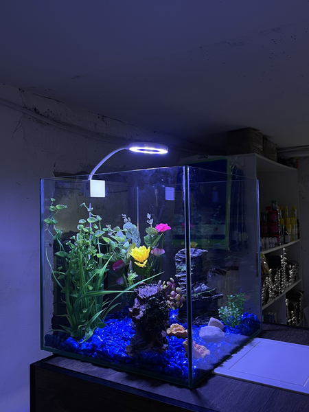 Akvarium Kub 0.6 oynadan yasalgan