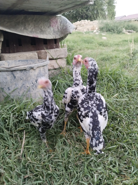 Dakan jojala sotiladi
