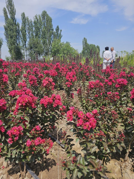 Индийский сирень Lagerstroemia Cherry Mocha