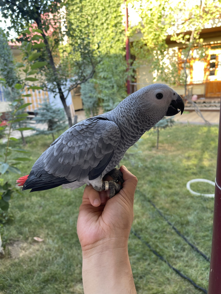 Продаю своих жако