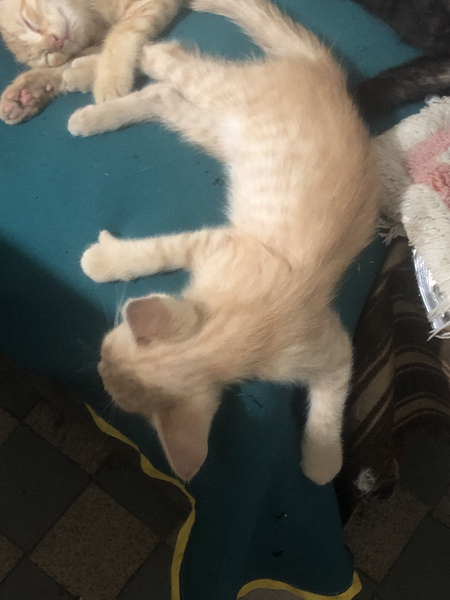 Котята :ночка,левушка,снежок,тигренок,дымка:только ночка девочка!