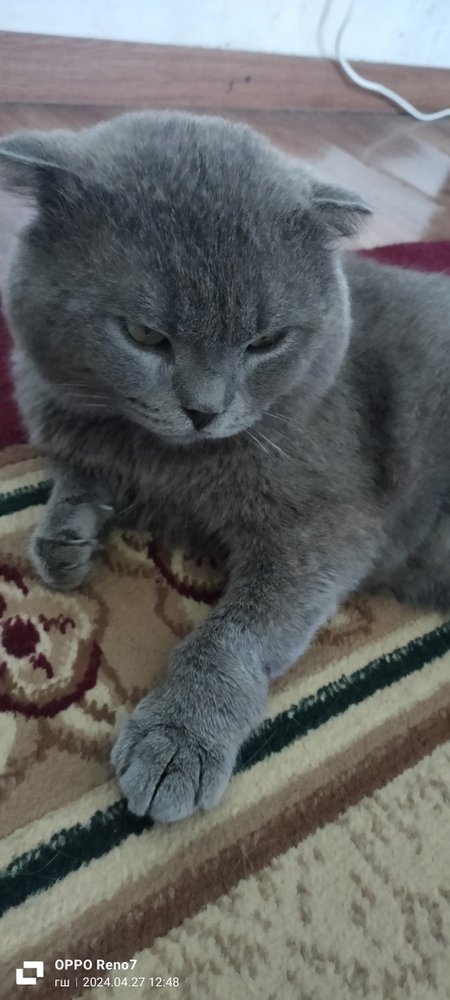 скотиш фолд британ