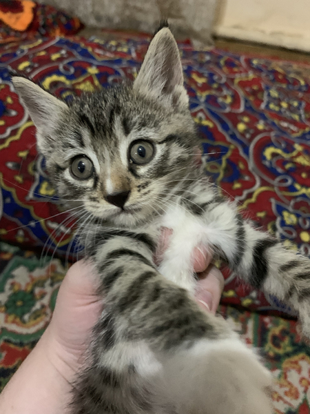 Котенок (бесплатно)