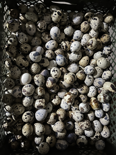 Bedana Tuxum 450sum