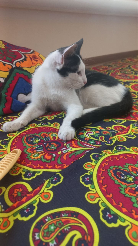 Котенок в добрые руки